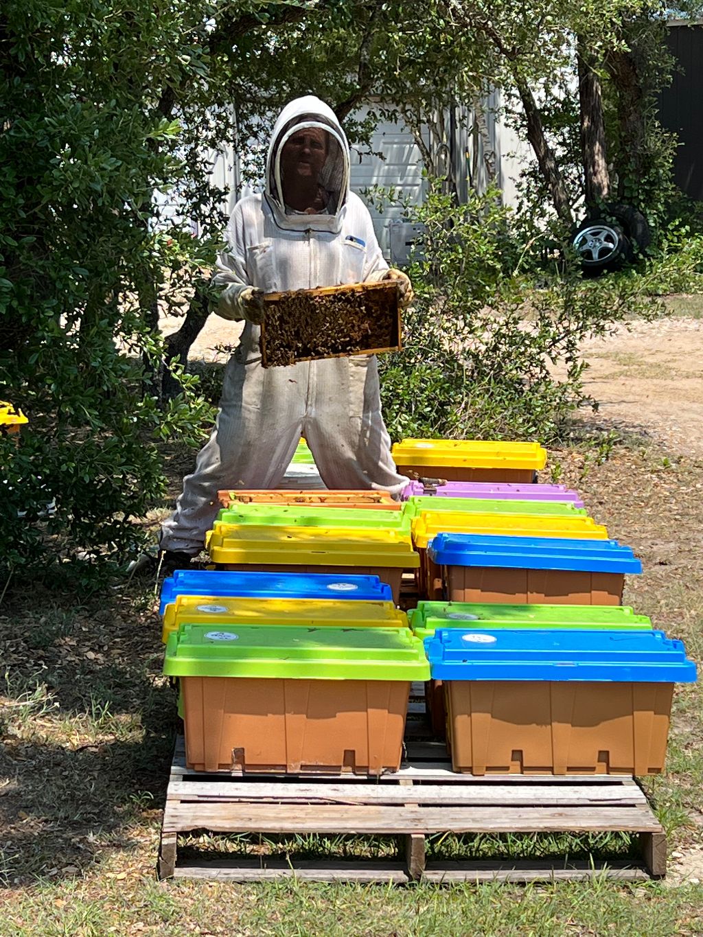 Texas Honey Bee Farm – SUN NEWS AUSTIN