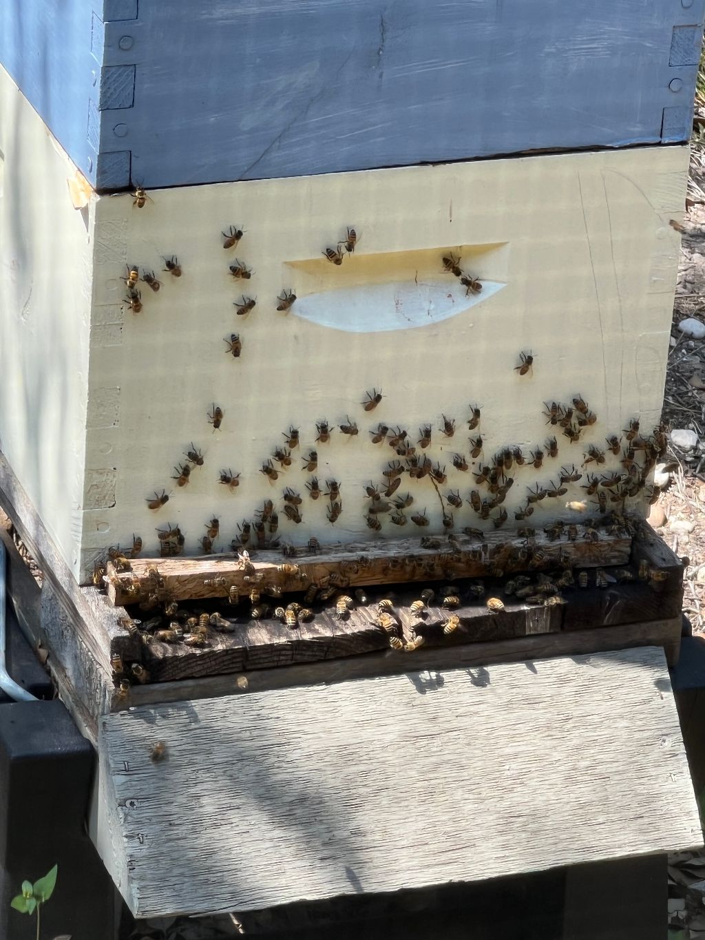 Texas Honey Bee Farm – SUN NEWS AUSTIN